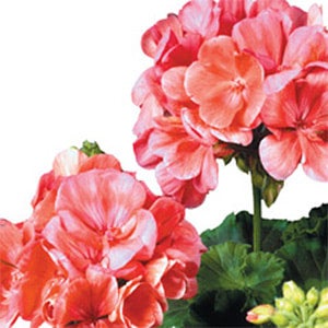 Geranium, Calliope® Large Salmon | Modern Homestead Home + Garden