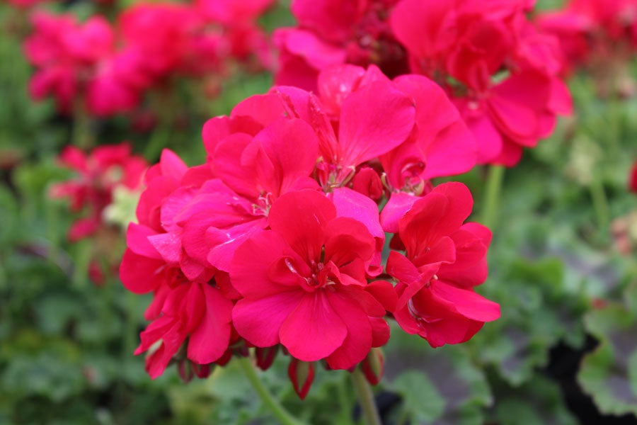 Geranium, Calliope® Pink | Modern Homestead Home + Garden