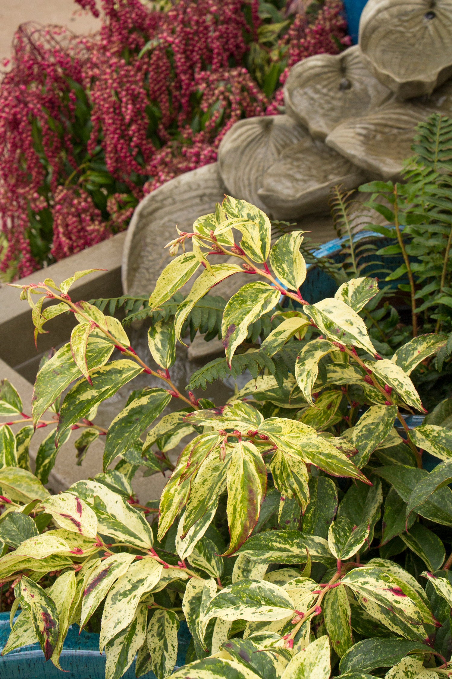 Leucothoe, Rainbow | Modern Homestead Home + Garden