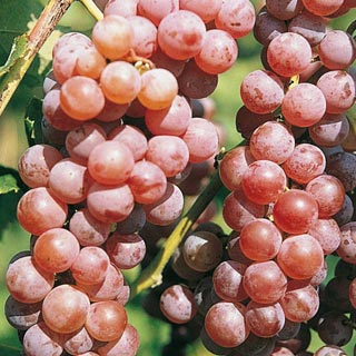 Grape, Canadice (Seedless) | Modern Homestead Home + Garden