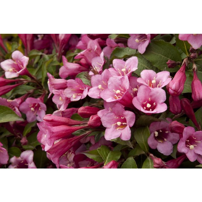 Weigela Tango