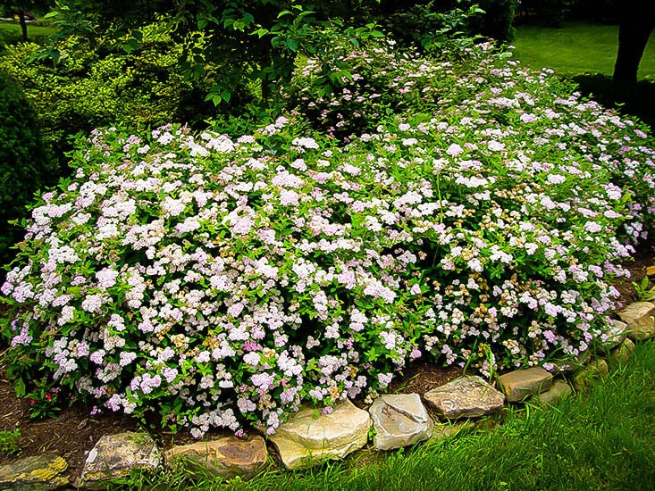Spirea, Little Princess | Modern Homestead Home + Garden
