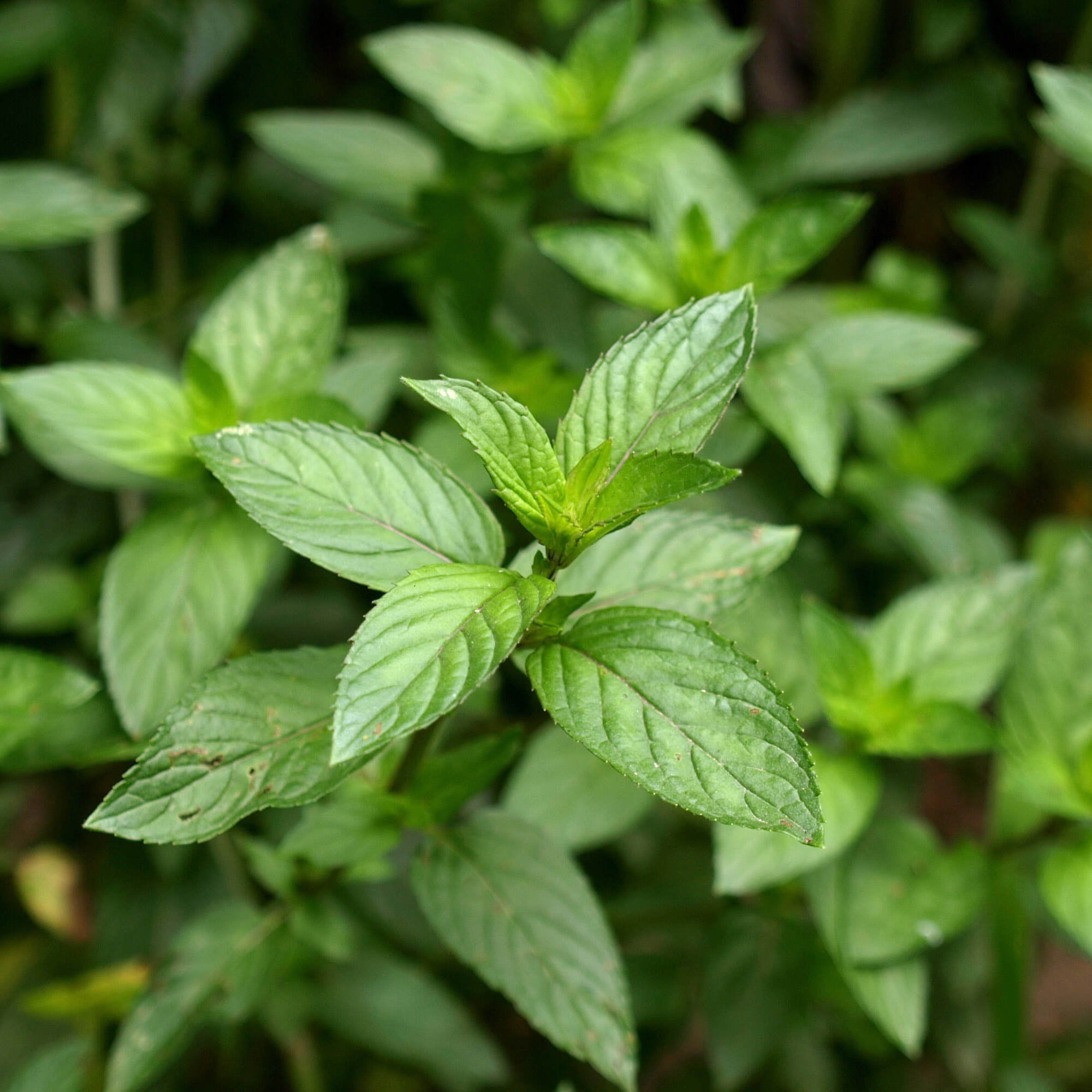 Mint, Peppermint | Modern Homestead Home + Garden