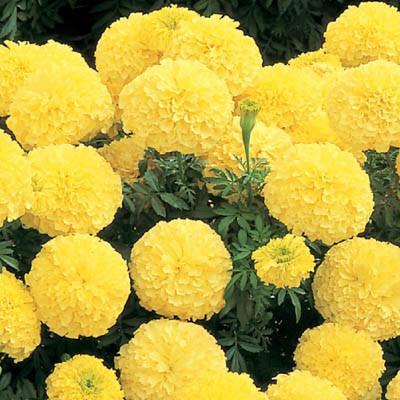 Marigold, Inca II Primrose | Modern Homestead Home + Garden