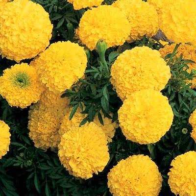 Marigold, Inca II Yellow | Modern Homestead Home + Garden