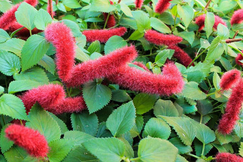 Chenille Firetail Plant | Modern Homestead Home + Garden