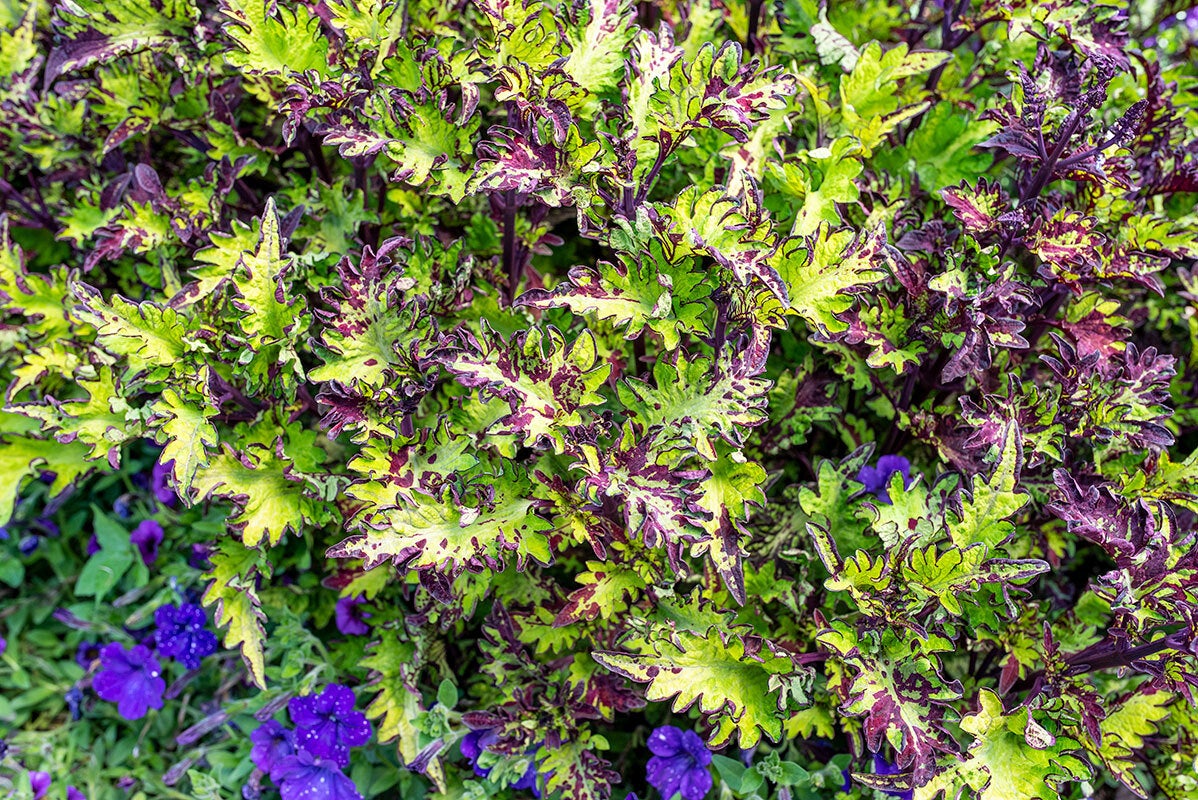 Coleus, Rodeo Drive | Modern Homestead Home + Garden