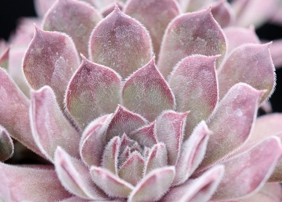 Hens Chicks Silver Suede Modern Homestead Home Garden