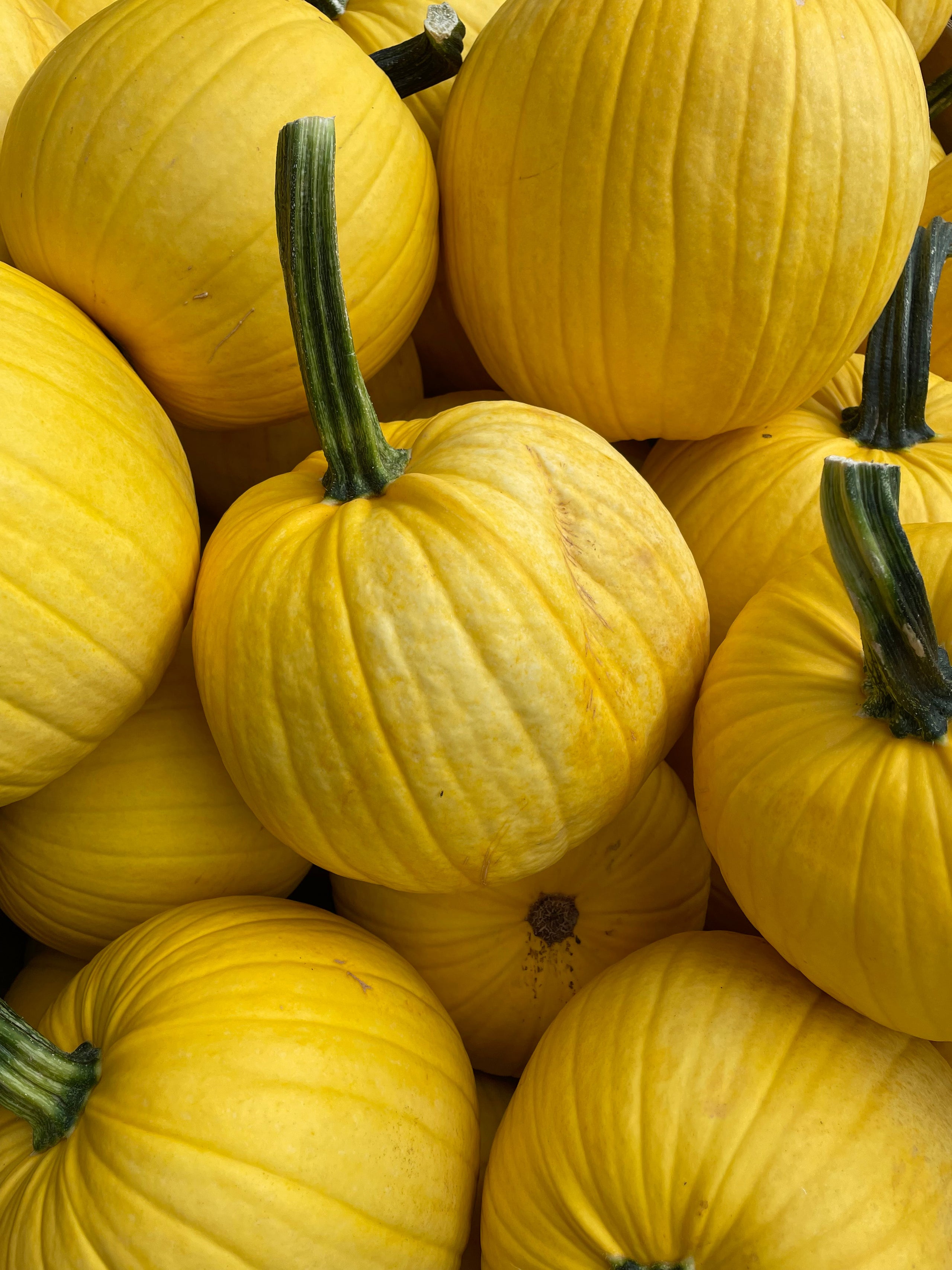 Pumpkin, Mellow Yellow | Modern Homestead Home + Garden