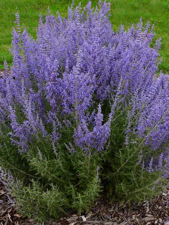 Russian Sage, Denim N Lace | Modern Homestead Home + Garden