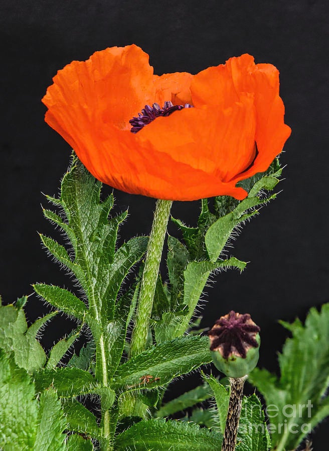 Poppy, Prince Of Orange | Modern Homestead Home + Garden