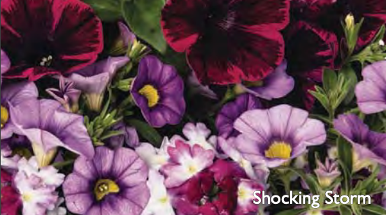 Combination, Shocking Storm | Modern Homestead Home + Garden