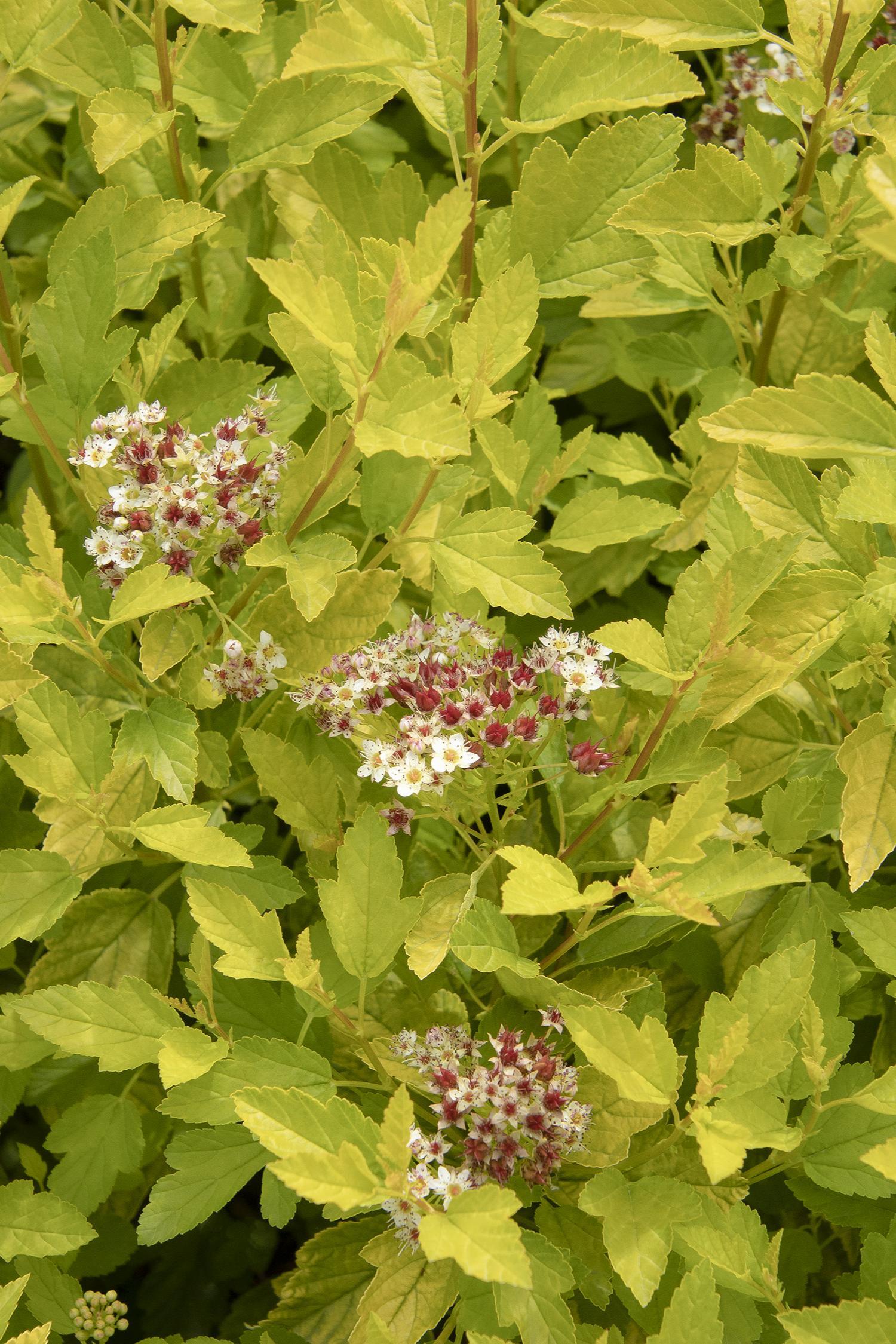 Ninebark, Raspberry Lemonade™ | Modern Homestead Home + Garden